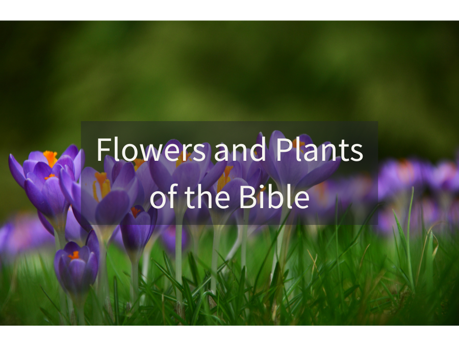 Flowers and Plants of the Bible – FaithGateway